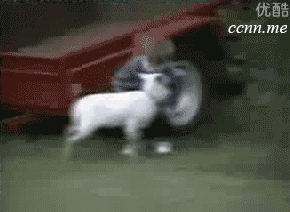 Lamb GIF - Find on GIFER