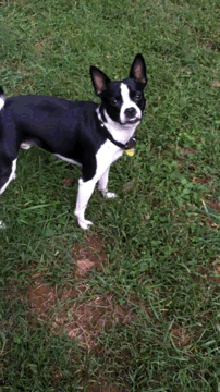 GIF parallel - animated GIF on GIFER