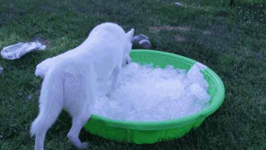 Dog summer set GIF - Find on GIFER