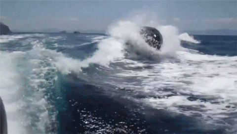 Orca GIF - Find on GIFER