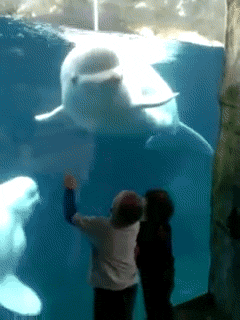 Bring Me The Horizon Shadow Moses Gif