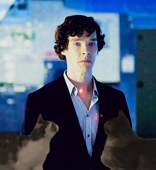 Cat assassin GIF - Find on GIFER