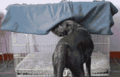 GIF labrador dog photos - animated GIF on GIFER
