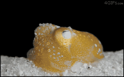 Baby Cuttlefish Gif
