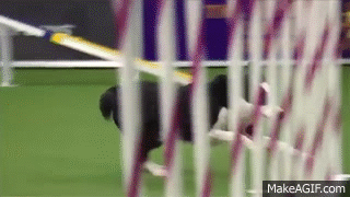 Run club championship GIF - Find on GIFER