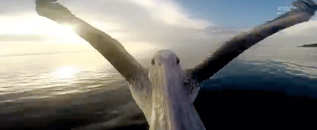 Pomba Voadora Gif Imagens De Clipart Gratuitas De Flying Bird Animated