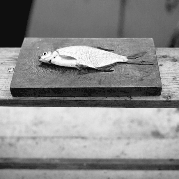 GIF fish fishing danube - animated GIF on GIFER