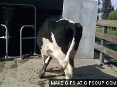 Gif De Vaca