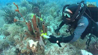 Sponges GIF - Find on GIFER