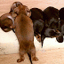 Puppy part buddy GIF - Find on GIFER