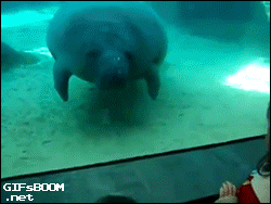 Manatee GIF - Find on GIFER