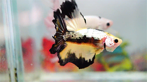 GIF betta fish community animais - GIF animado em GIFER