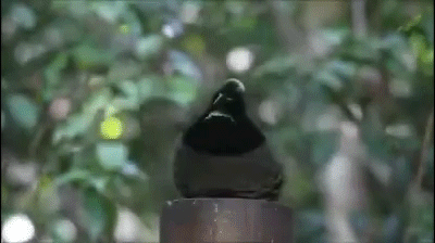 GIF cat cool october - animated GIF on GIFER