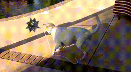Dog battle operational GIF - Find on GIFER