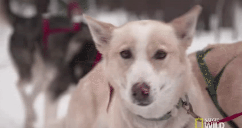 Animals nat geo wild yukon GIF - Find on GIFER