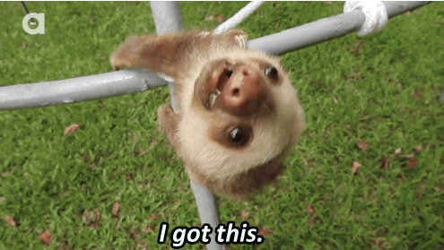 Sloth GIF - Find on GIFER