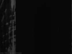 GIF follow 4 follow - animated GIF on GIFER
