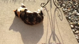 Calico cat animal GIF - Find on GIFER