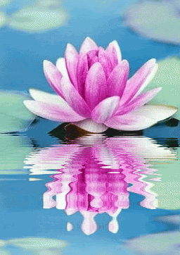 GIF lotus - animated GIF on GIFER