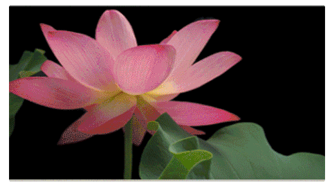 Lotus GIF - Find on GIFER