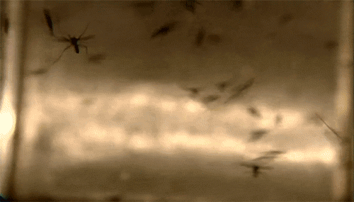 Strait jacket 1960s horror sixth doctor GIF - Encontrar en GIFER