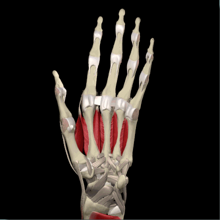 Muscles GIF - Find on GIFER