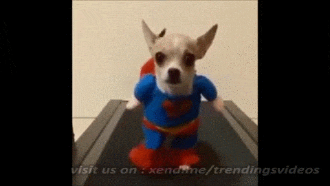 Viral video GIF - Find on GIFER