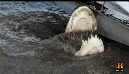 Crazy history alligator GIF - Find on GIFER