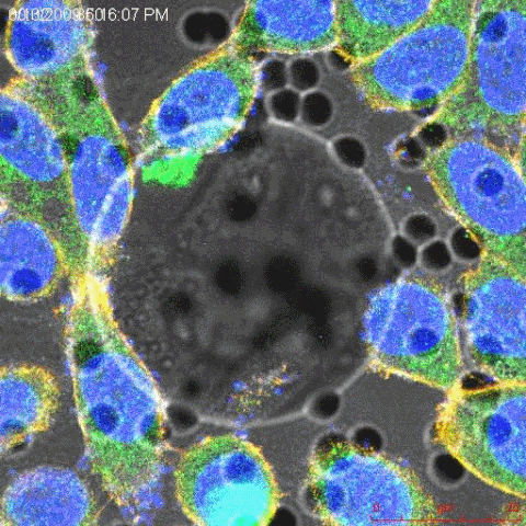 Cells GIF - Find on GIFER
