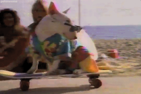 80s spuds mackenzie dog GIF - Find on GIFER