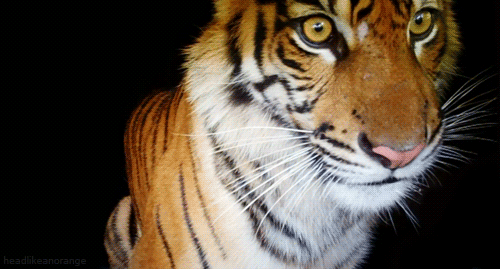 GIF cutee - animated GIF on GIFER