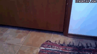 Cats rugs GIF - Find on GIFER