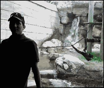 GIF monkey attack zoo - animated GIF on GIFER
