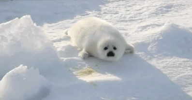 Gif De Crías De Foca