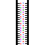 GIF dna - animated GIF on GIFER