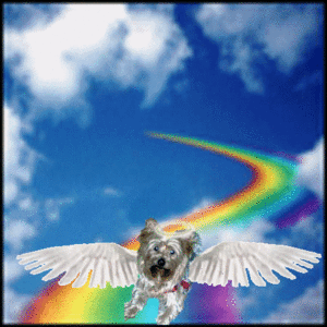 GIF in memoriam - animated GIF on GIFER