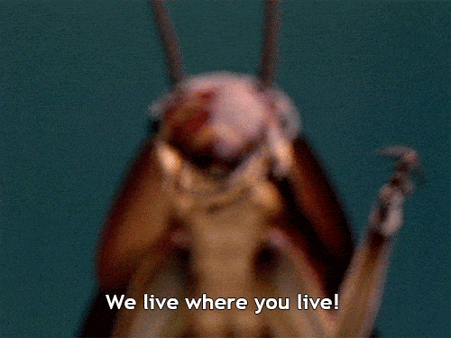 Cockroaches walter jr GIF - Find on GIFER