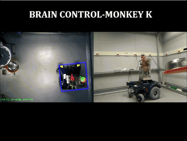 Monkey business GIF - Find on GIFER