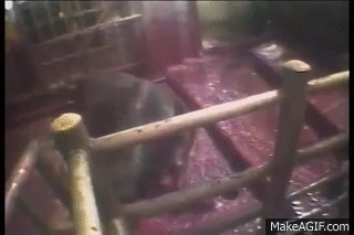 GIF documentary - animated GIF on GIFER