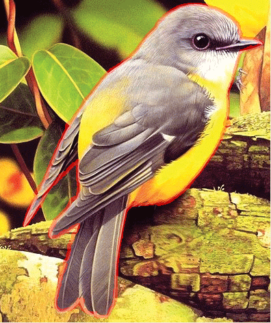 Birds GIF - Find on GIFER