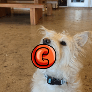 Dog small giraffe GIF - Find on GIFER