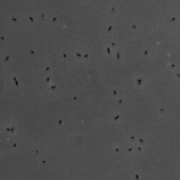 Bacteria GIF - Find on GIFER