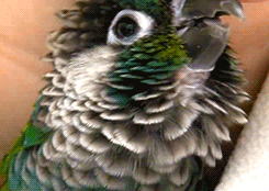 Bird conure parrot GIF - Find on GIFER