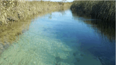 GIF canal - animated GIF on GIFER