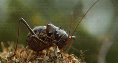 Cricket Chirping Gif
