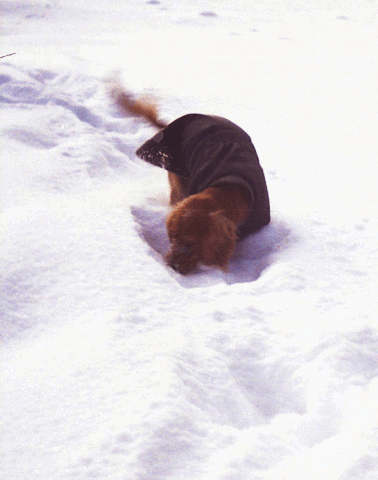 Nishika GIF - Find on GIFER