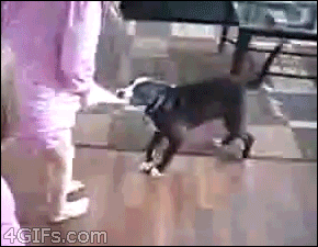 Protects cat GIF - Find on GIFER