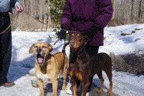 Leads lymphoma and dont call me shirley GIF - Find on GIFER