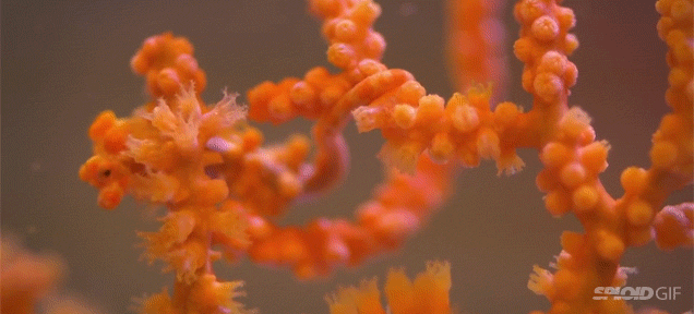 Ooooh Gif Fish