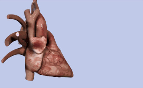 Science medicine heart GIF - Find on GIFER